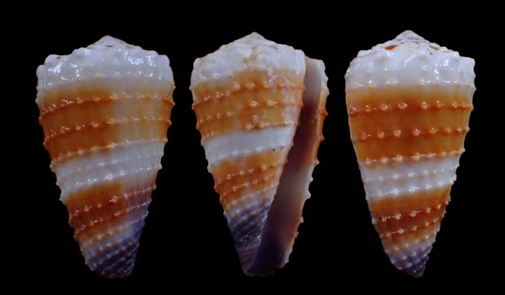 shellauction.net :: Conus floridulus - 3480044