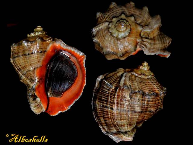 shellauction.net :: Rapana venosa - 3481003