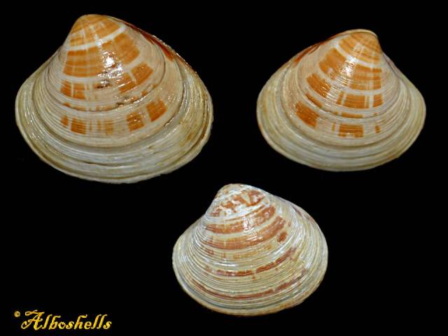 shellauction.net :: Pitar rudis - 3481038