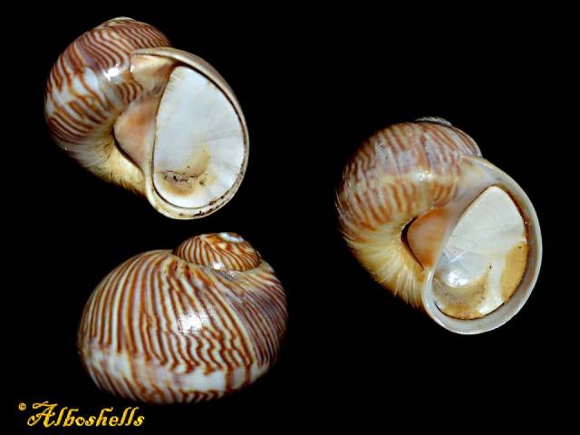 shellauction.net :: Tectonatica sagraiana - 3481046