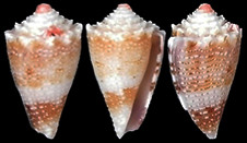 shellauction.net :: Conus chiangi - 3481203