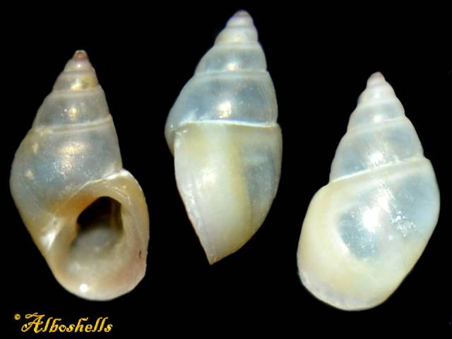 shellauction.net :: Rissoa monodonta - 3481263