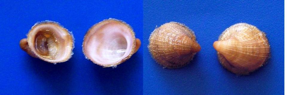 shellauction.net :: Capulus ungaricus - 3481367