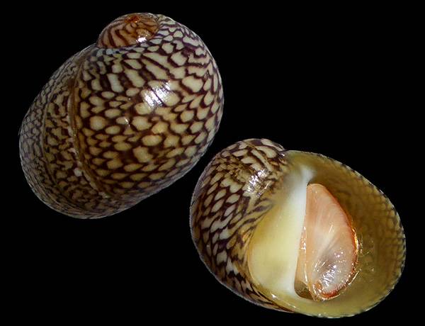 shellauction.net :: Theodoxus sp. - 3481438