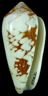 shellauction.net :: Conus episcopus - 3481567