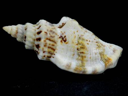 shellauction.net :: Strombus labiatus - 3481802