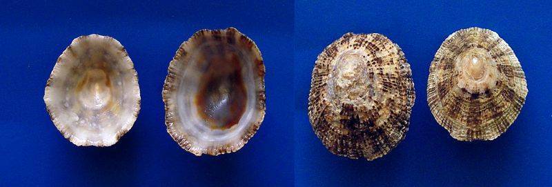 shellauction.net :: Patella rustica - 3481902