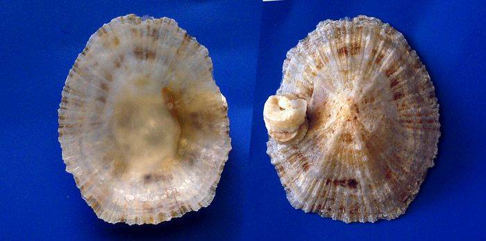 shellauction.net :: Patella subplana - 3481904