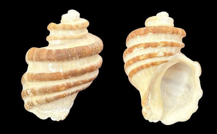 shellauction.net :: Trochia cingulata - 3483658