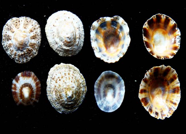 shellauction.net :: Patella rustica - 3483752