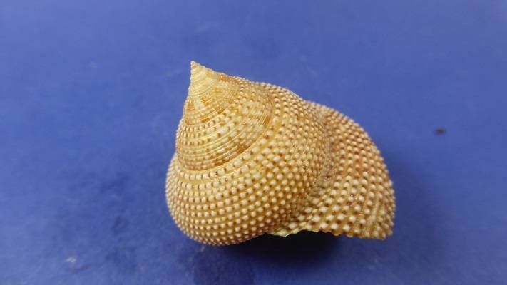 shellauction.net :: Maurea granti - 3483960