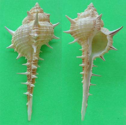 shellauction.net :: Murex africanus - 3484655