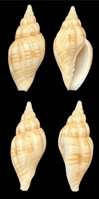 shellauction.net :: Lyria poppei - 3484667