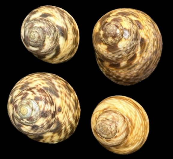 shellauction.net :: Oxystele antoni - 3485288