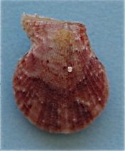 shellauction.net :: Spathochlamys benedicti - 3485391