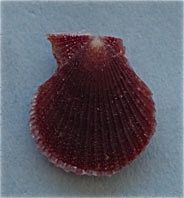 shellauction.net :: Spathochlamys benedicti - 3485393