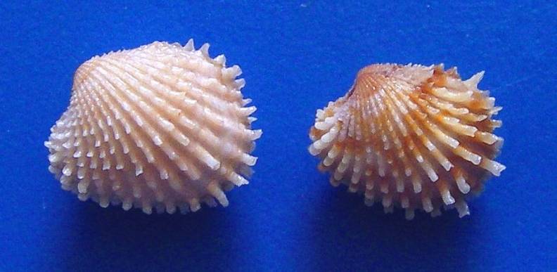 shellauction.net :: Glans aculeata - 3486484