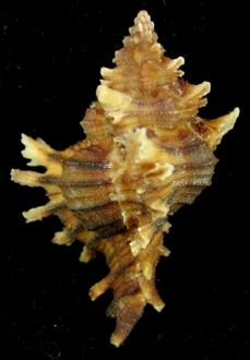 shellauction.net :: Chicoreus insularum - 3486768