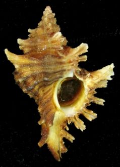 shellauction.net :: Chicoreus insularum - 3486768