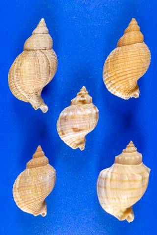 shellauction.net :: Siphonalia cassidariaeformis - 3487607