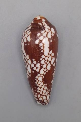 shellauction.net :: Conus episcopus - 3487821