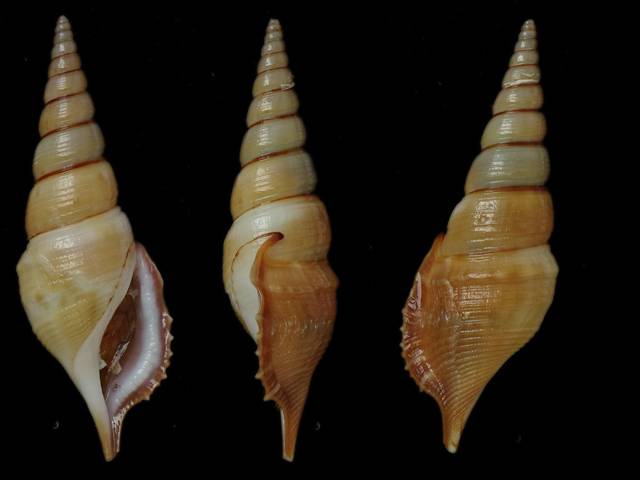 shellauction.net :: Tibia powisi - 3487979