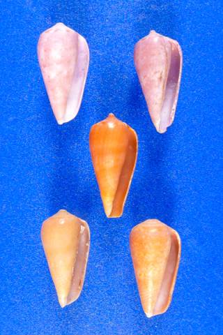 shellauction.net :: Conus solangeae - 3489130