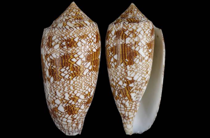 shellauction.net :: Conus textile - 3489229