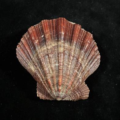 shellauction.net :: Nodipecten nodosus - 3490935
