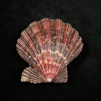 shellauction.net :: Nodipecten nodosus - 3490938