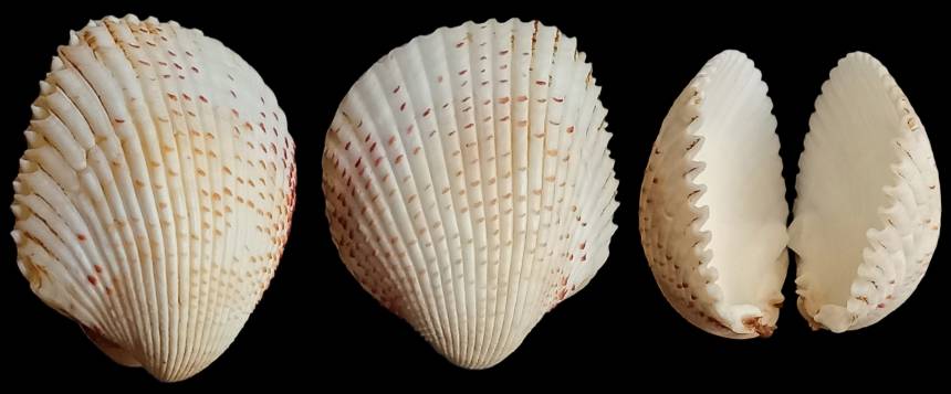 shellauction.net :: Fragum unedo - 3491464