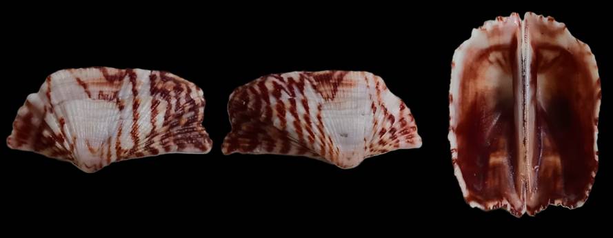 shellauction.net :: Arca navicularis - 3491466