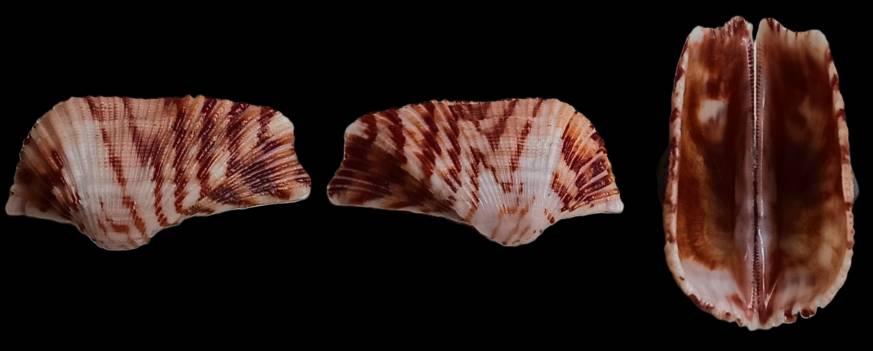 shellauction.net :: Arca navicularis - 3491468