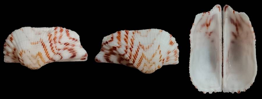 shellauction.net :: Arca navicularis - 3491471