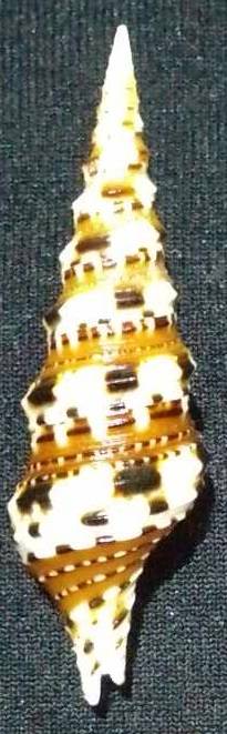 shellauction.net :: Turris garnonsii - 3491502