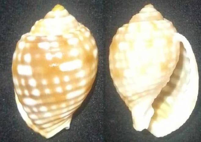 shellauction.net :: Malea pomum - 3491525