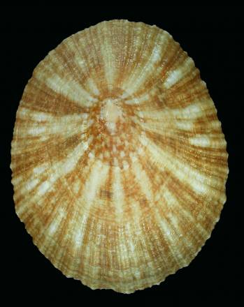 shellauction.net :: Cymbula safiana - 3491789