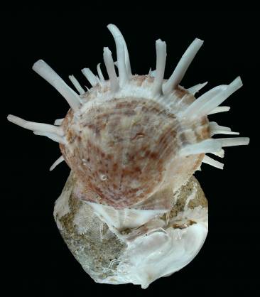 shellauction.net :: Spondylus butleri - 3492020