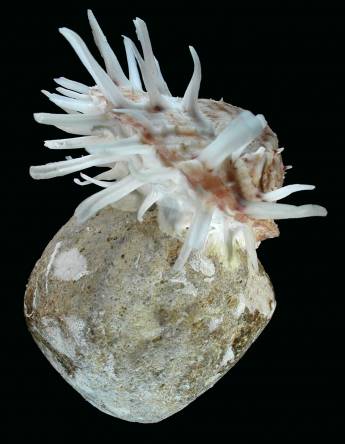shellauction.net :: Spondylus butleri - 3492020