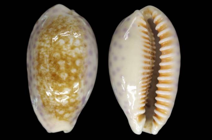 shellauction.net :: Ovatipsa chinensis violacea - 3492435