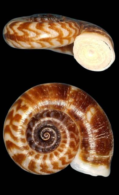 shellauction.net :: Cyclotus variegatus - 3492671