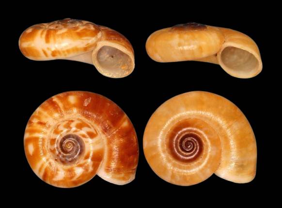 shellauction.net :: Cyclotus variegatus - 3492675