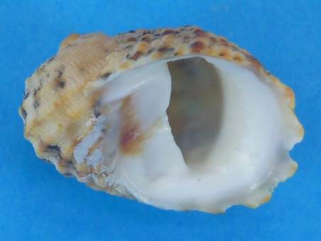 shellauction.net :: Nerita signata - 3493006