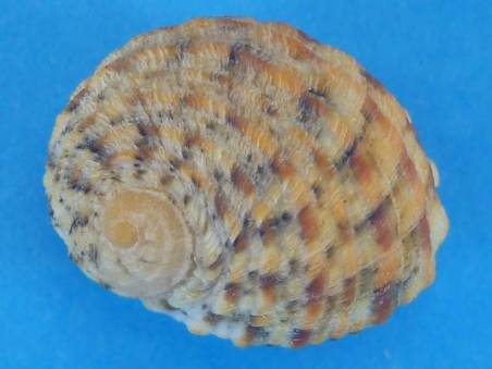 shellauction.net :: Nerita signata - 3493006