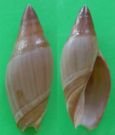 shellauction.net :: Amalda similis - 3493299