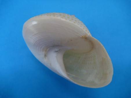 shellauction.net :: Calliostoma selecta - 3493314