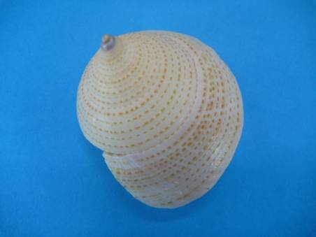 shellauction.net :: Calliostoma selecta - 3493314