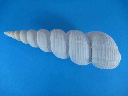 shellauction.net :: Amaea magnifica - 3493774