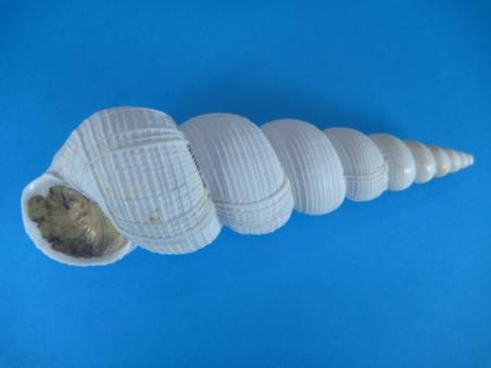 shellauction.net :: Amaea magnifica - 3493774