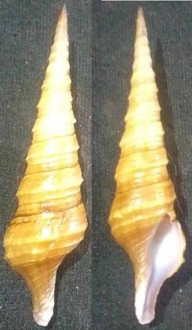 shellauction.net :: Turris cryptorrhaphe - 3494454